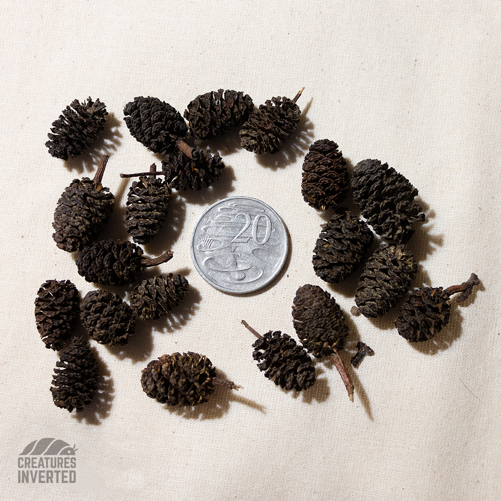 Black Alder Cones - 20 Pack – Creatures Inverted