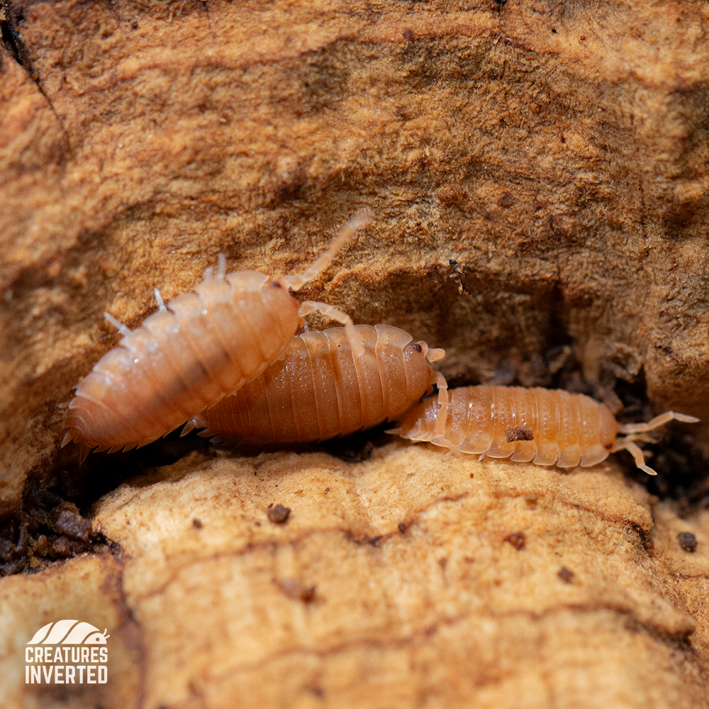 Orange Isopods (Porcellio scaber) - 15 Pack – Creatures Inverted